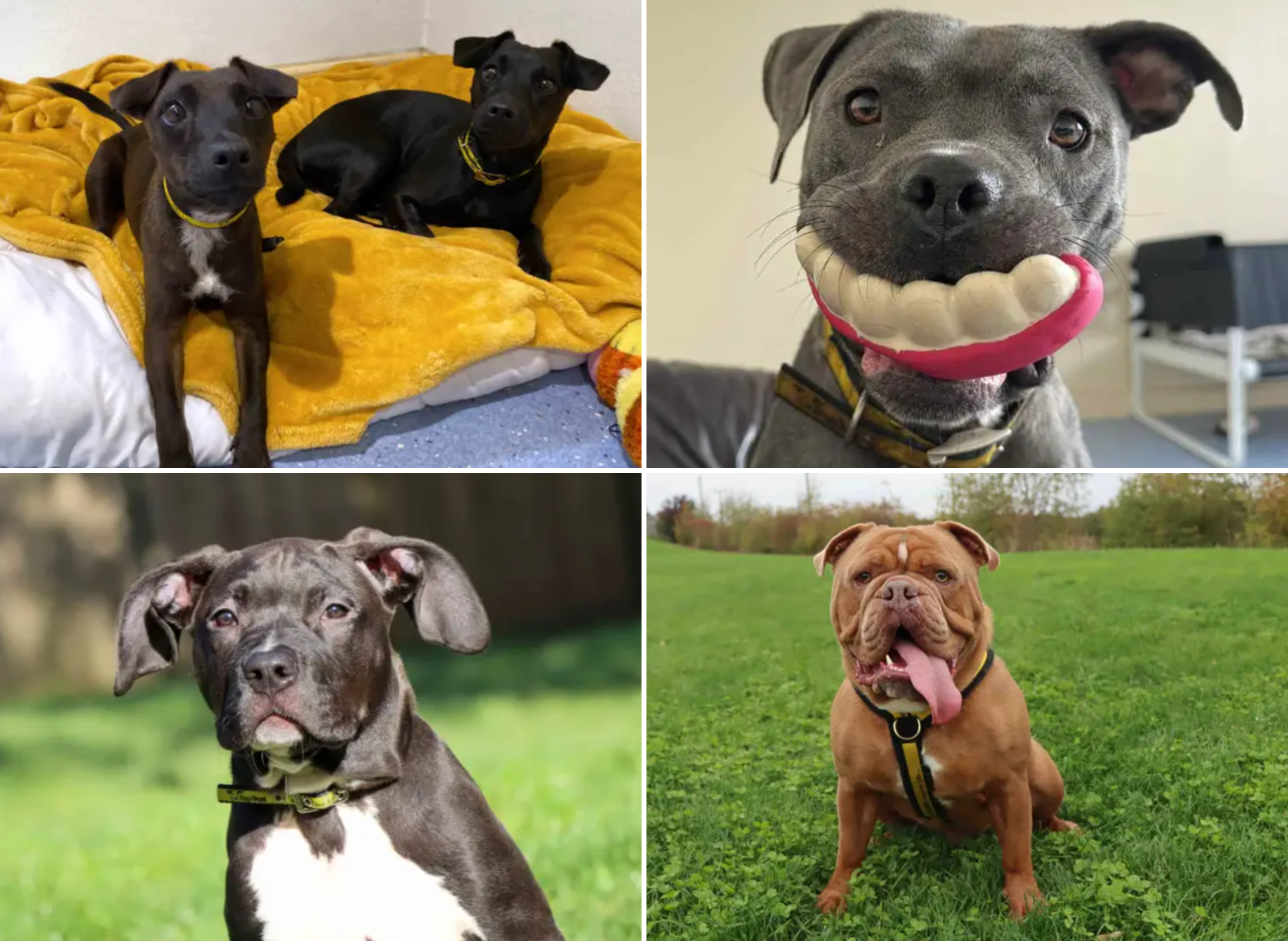 These 19 adorable Dogs Trust canines are looking for forever homes in ...