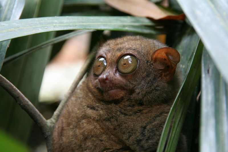 7 Animals Whose Eyes Are Bigger Than Their Brains