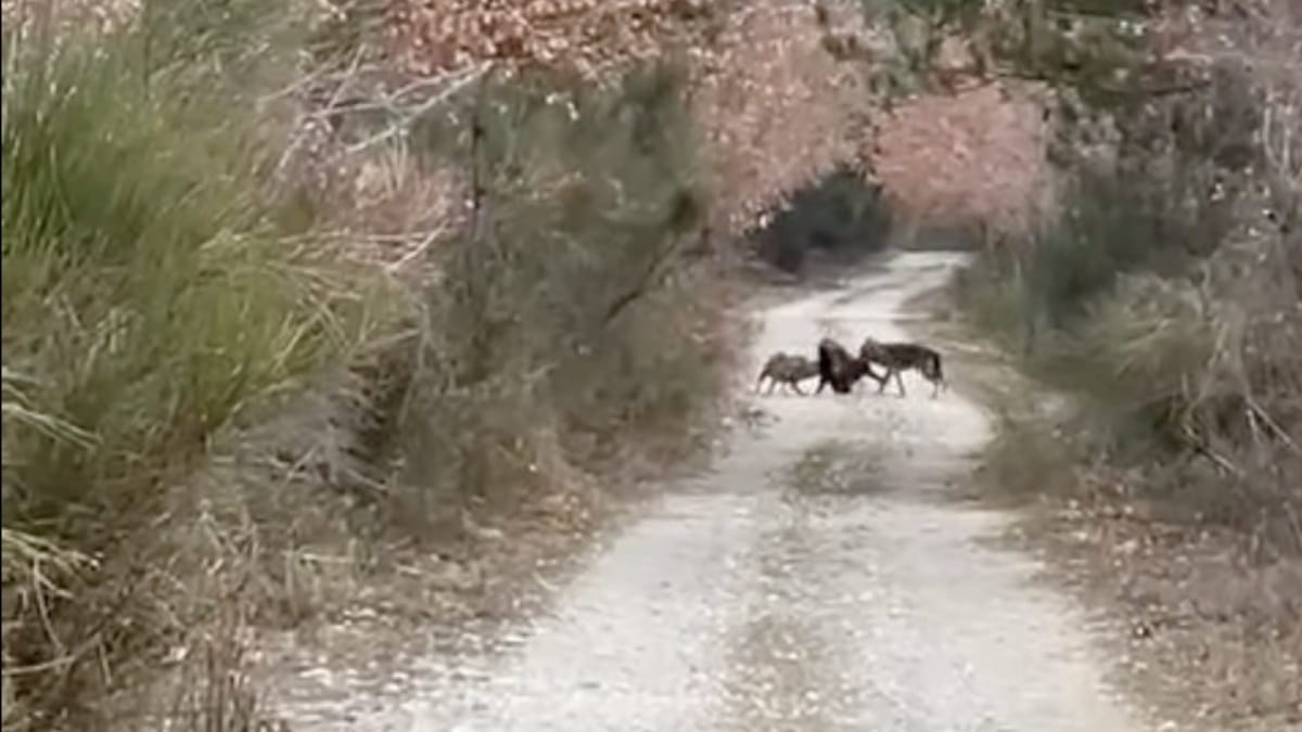 Man walking dog left stunned when he sees what awaits him on the path ahead