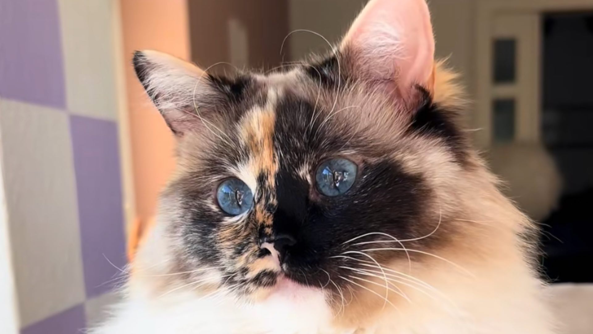 This cat with incredible features fascinates Internet users: “the most ...