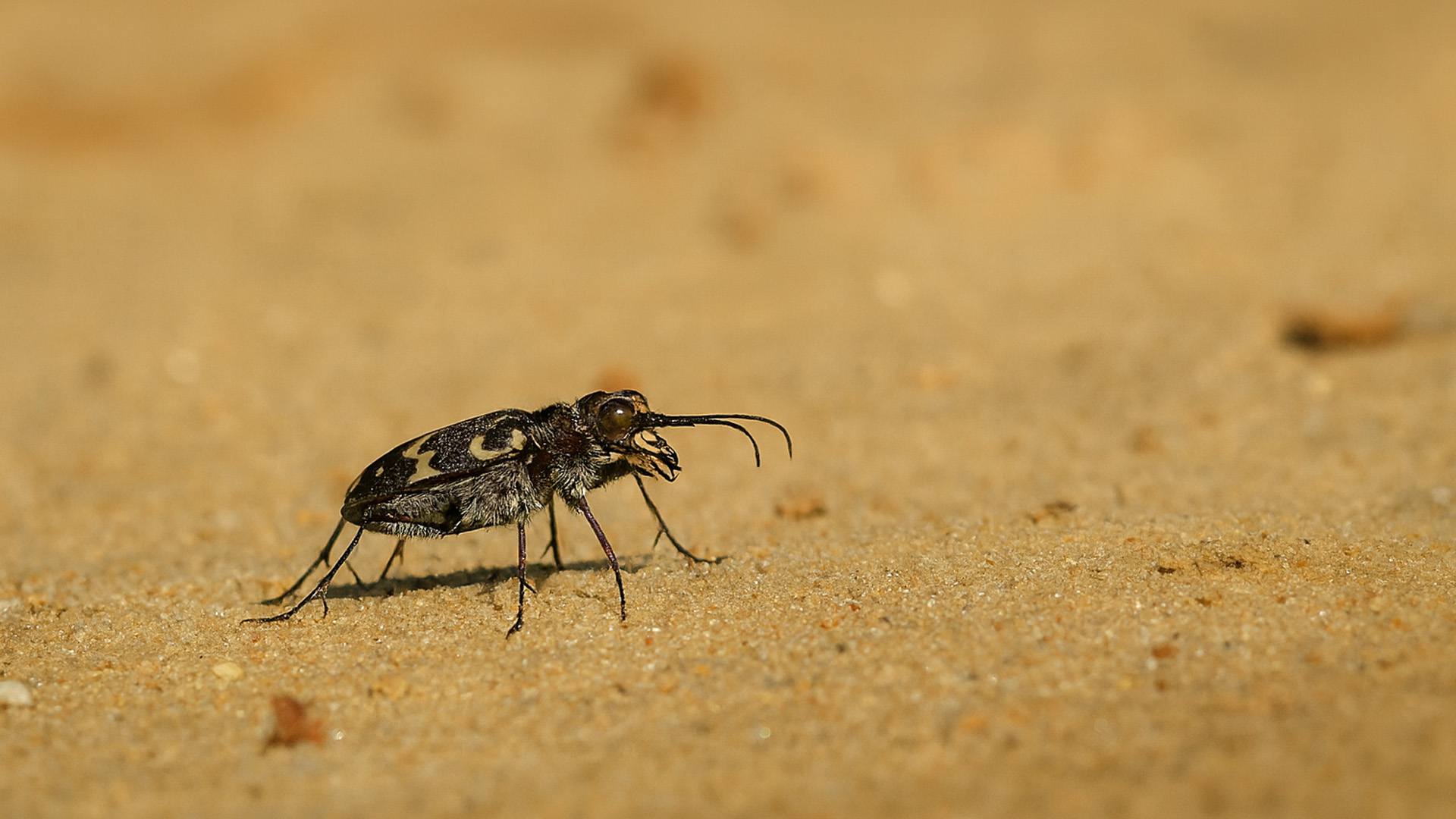 Tiger Beetle (Cicindelidae) – Insect Predator