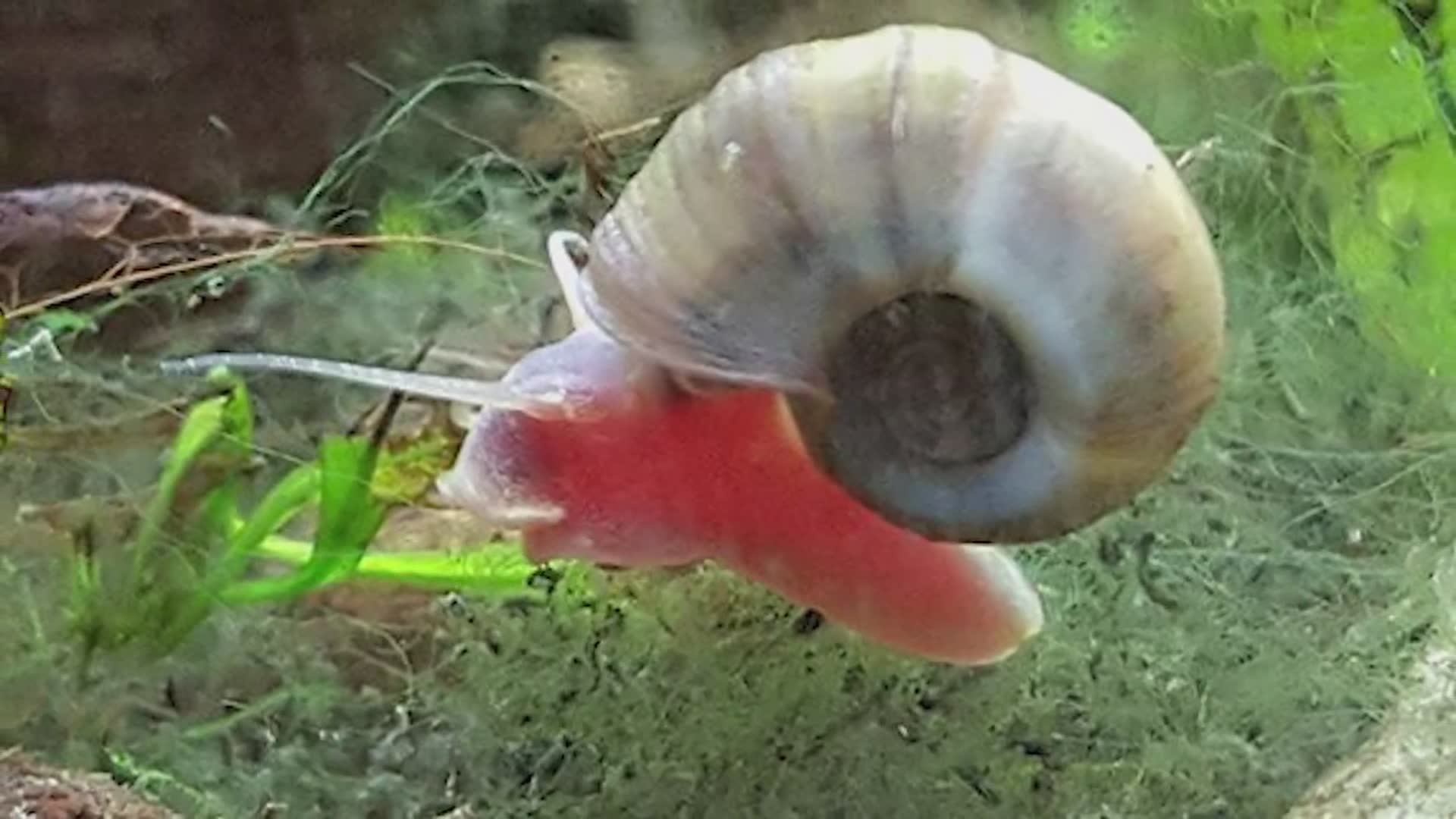 25 animals that could easily kill you