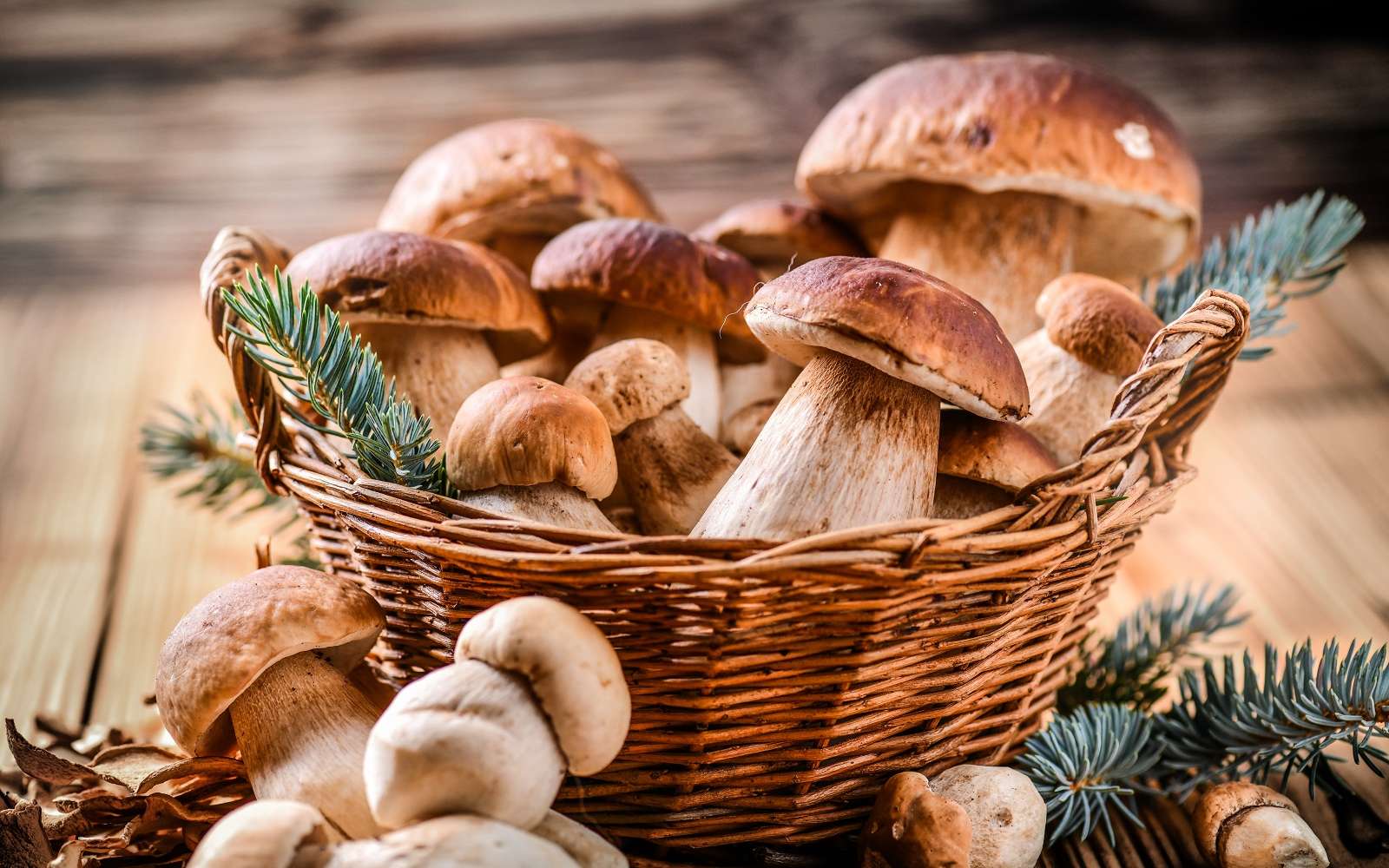 Cèpes, bolets, champignons… savez-vous vraiment les différencier