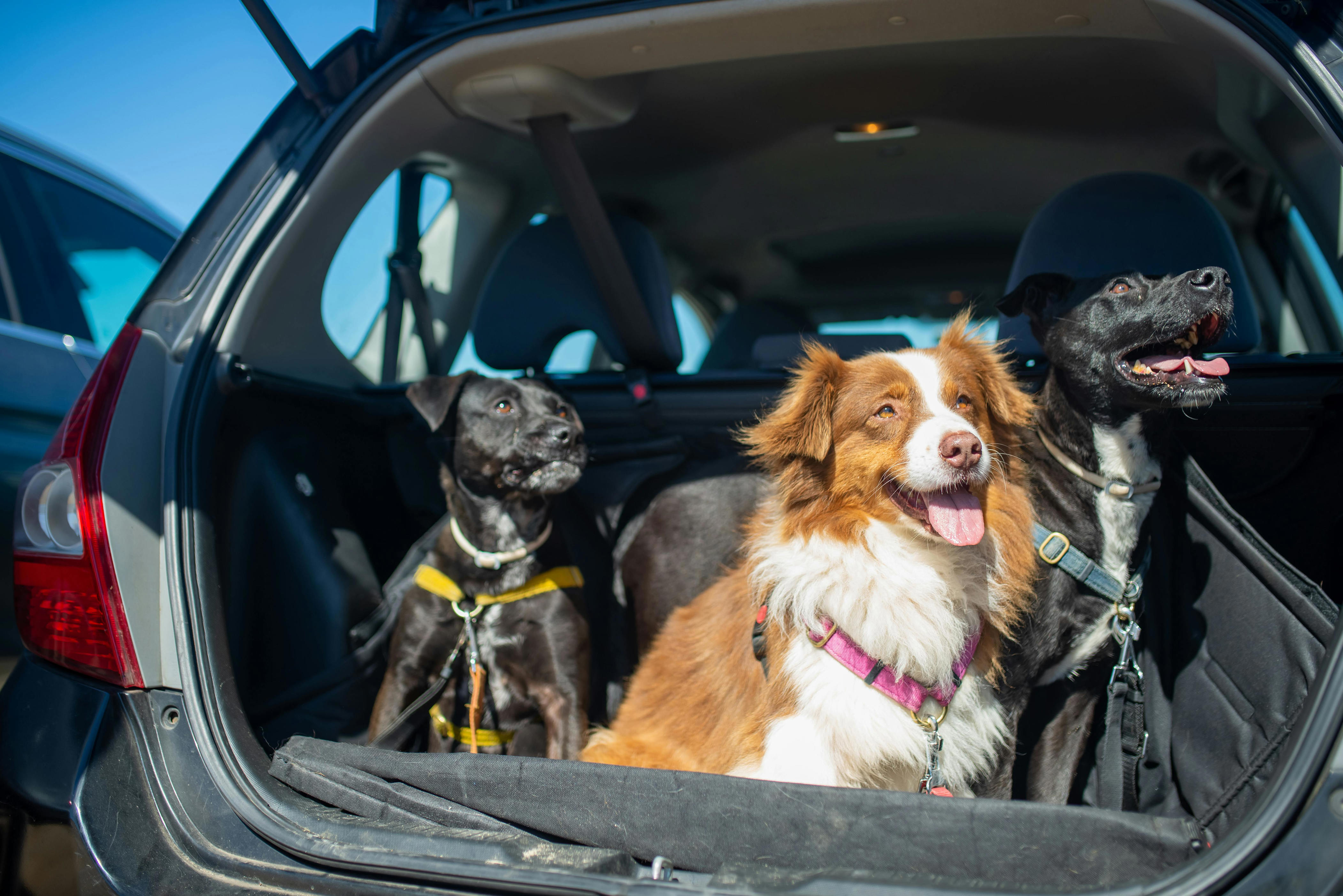 The Ultimate Guide to Crash-Tested Pet Car Harnesses: Ensuring Canine ...