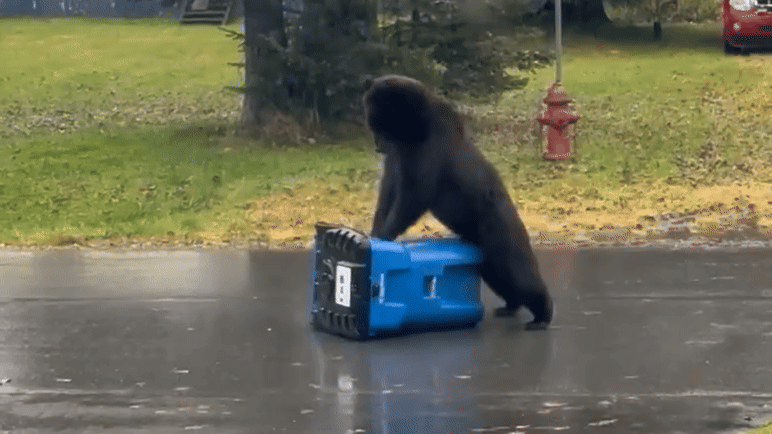 Watch: Alaska bear gives trash can 'CPR' in desperate attempt to snag a ...