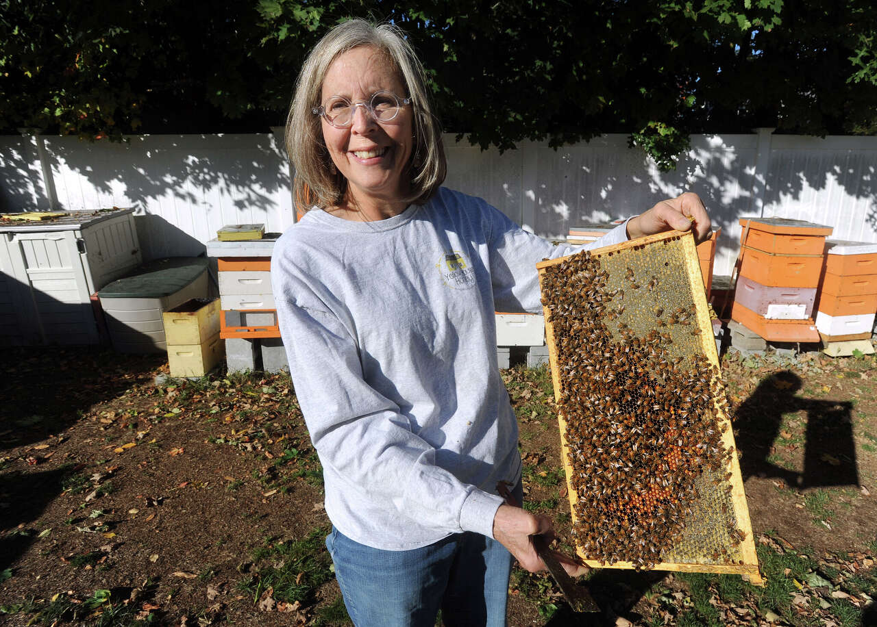 CT beekeepers face record hive losses as honeybee populations plummet ...
