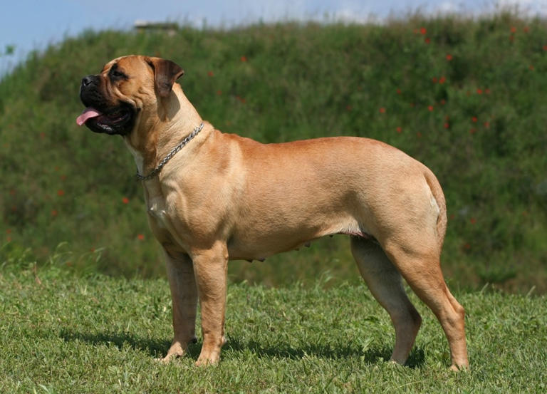7 Majestic Dogs That Are Big, Beautiful and Totally Devoted
