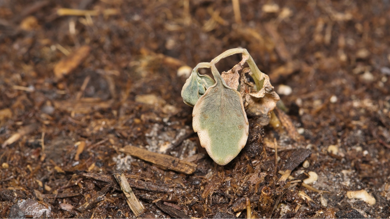 8 signs your land is working against your homestead goals