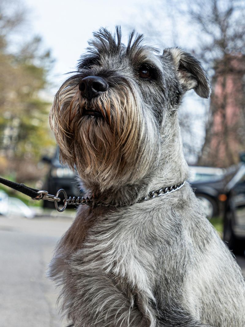 26 Compact Dog Breeds with Remarkable Courage and Confidence
