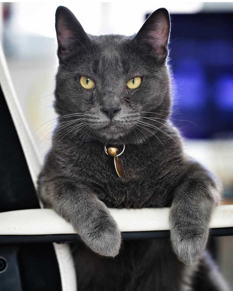 Άννα Μαρία Βέλλη: Ο γάτος της, της έκλεισε εισιτήρια για ταξίδι! (που ...