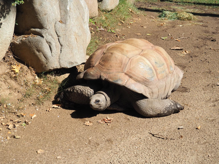 Why Galápagos wildlife evolved so differently - from evolutionary ...
