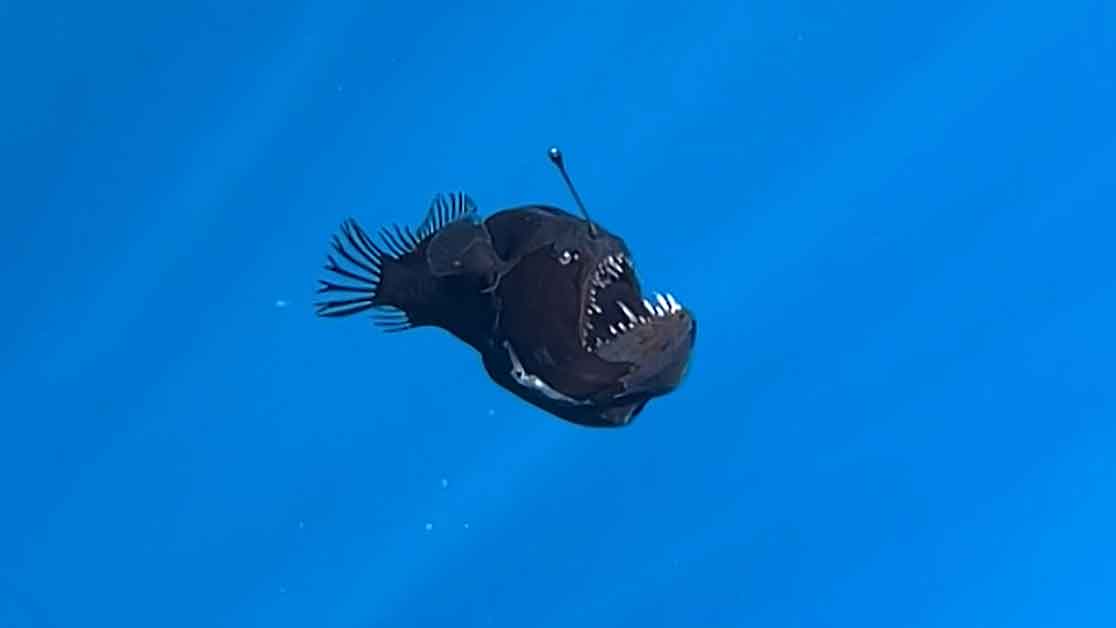 Odd and Concerning Things That Came Up from the Ocean
