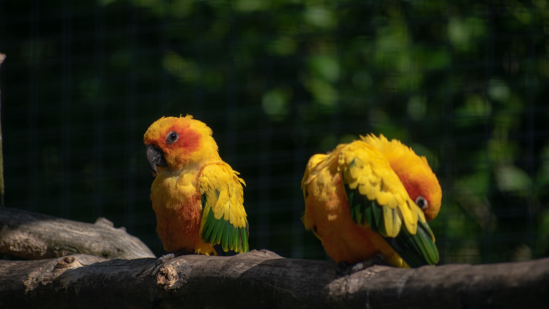 Extinct Animals That People Keep Claiming To See In American Wilderness