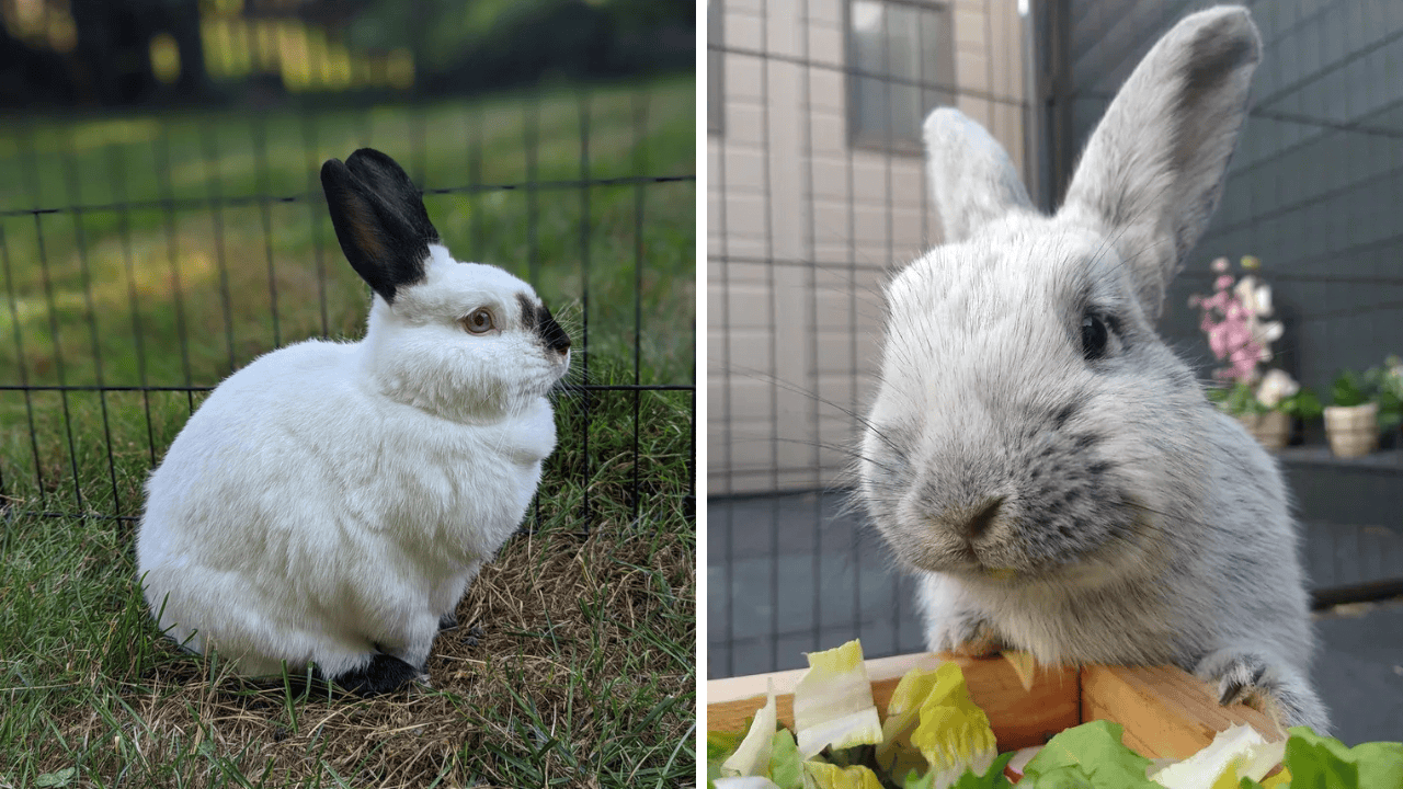 Meet 22 of the Most Popular Rabbit Breeds