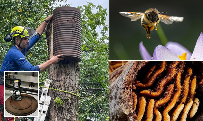 How the humble bee can be saved - with the help of a 3D printer!