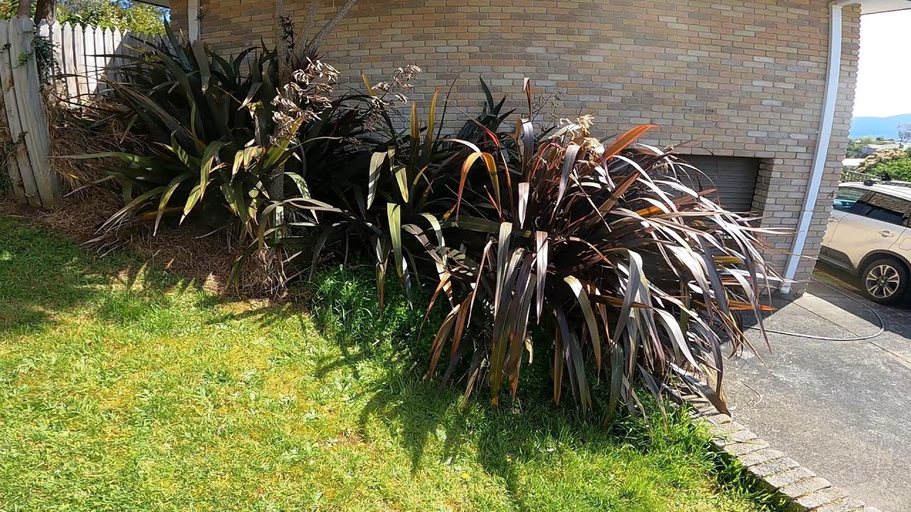 How we restored a garden overtaken by New Zealand flax