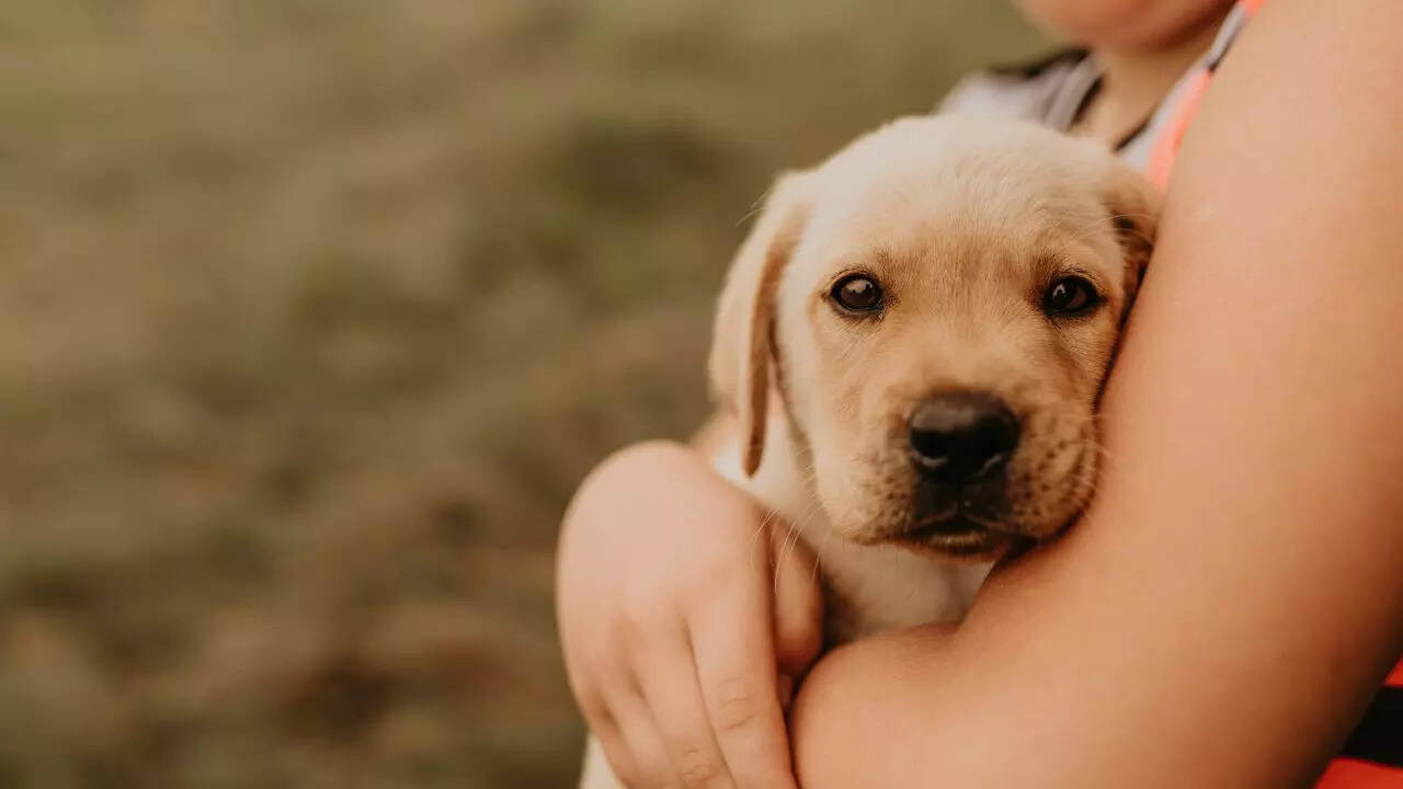 5 intelligent and easy-to-train dog breeds for beginners