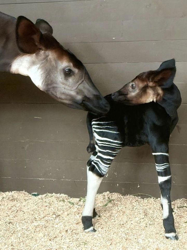 Sacramento Zoo Celebrates First Okapi Birth in Its Nearly 100-Year ...