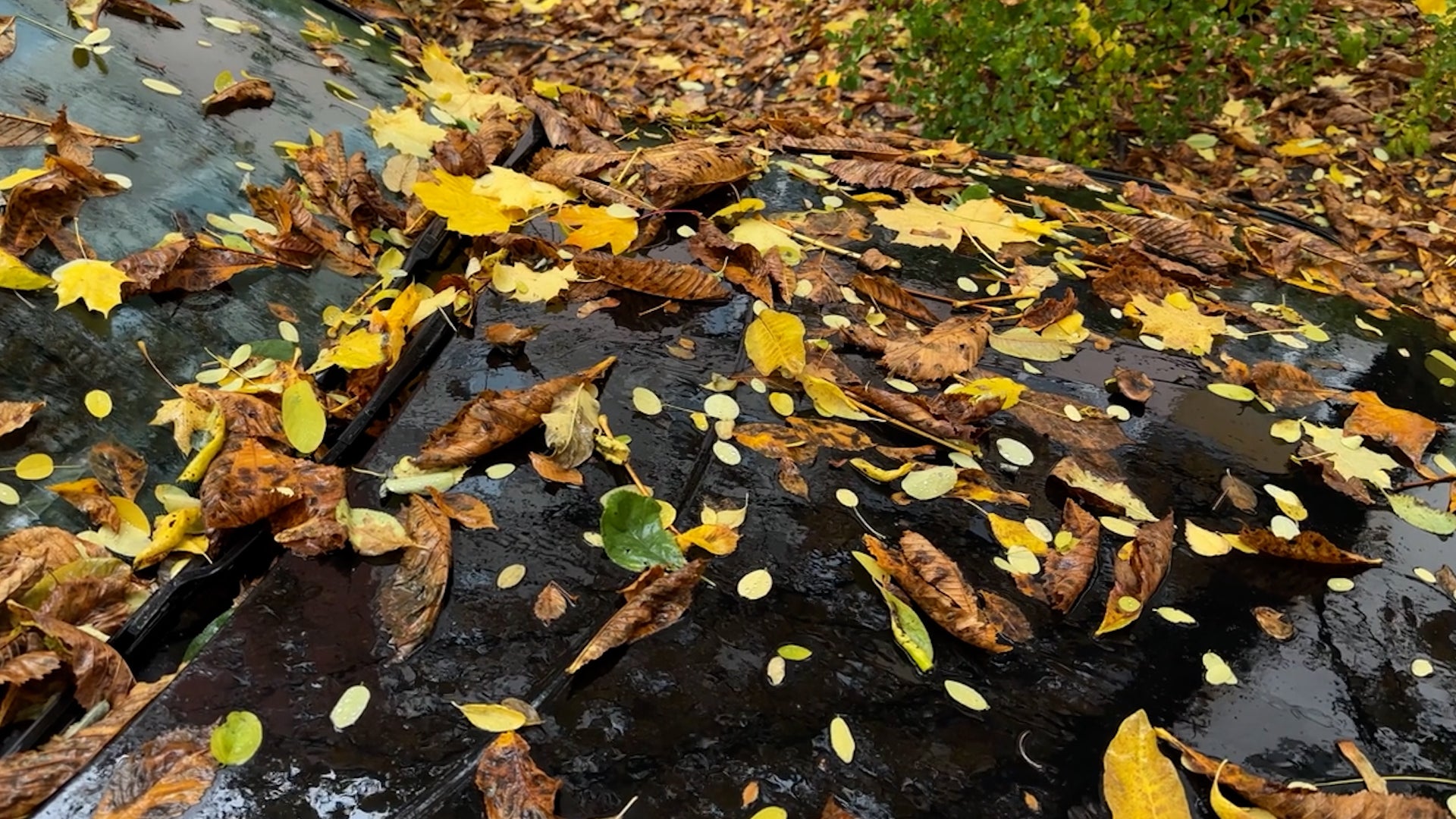 It’s Time To Clean The Leaves Off Your Car