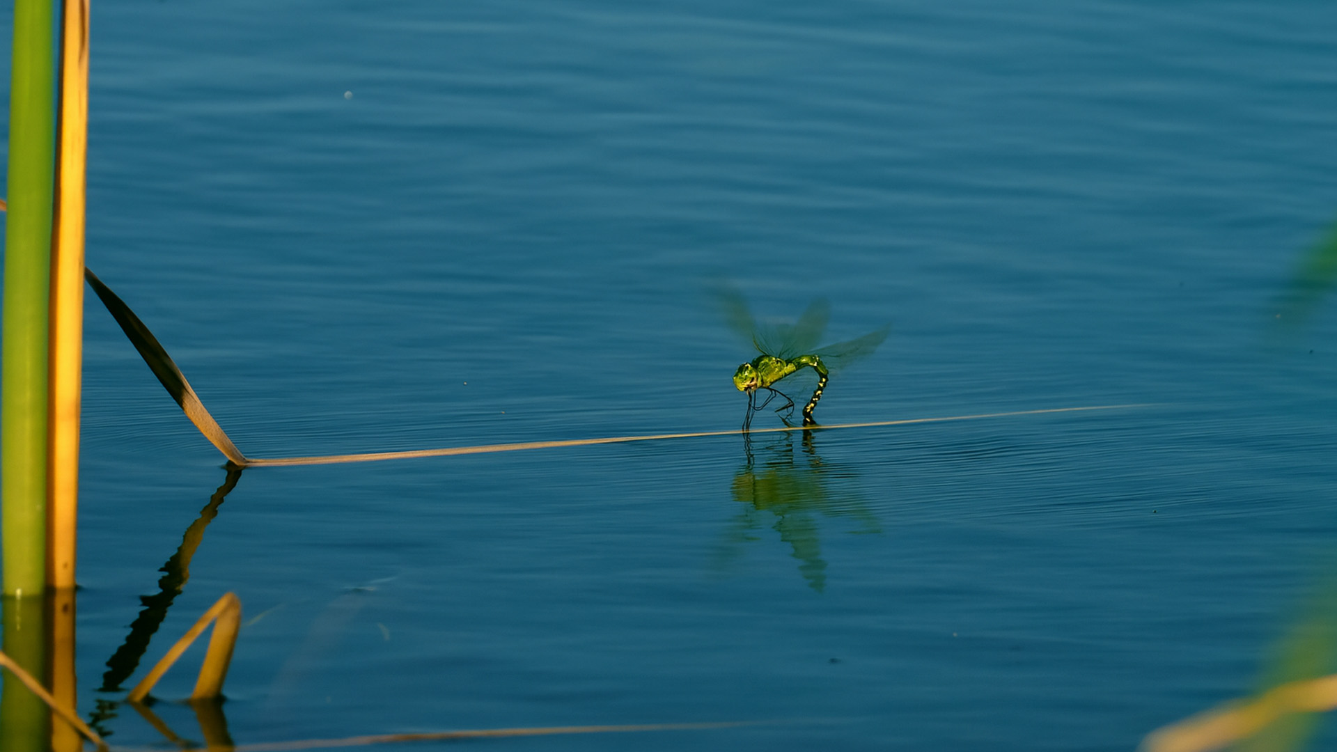 Emperor Dragonfly – the Elegant Blue Flyer of Nature