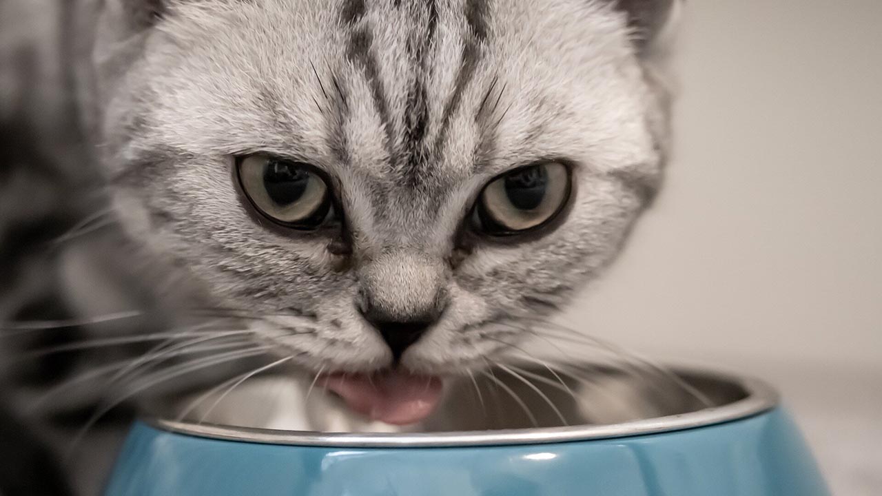 10 Foods Your Cat Should Never Be Allowed to Eat