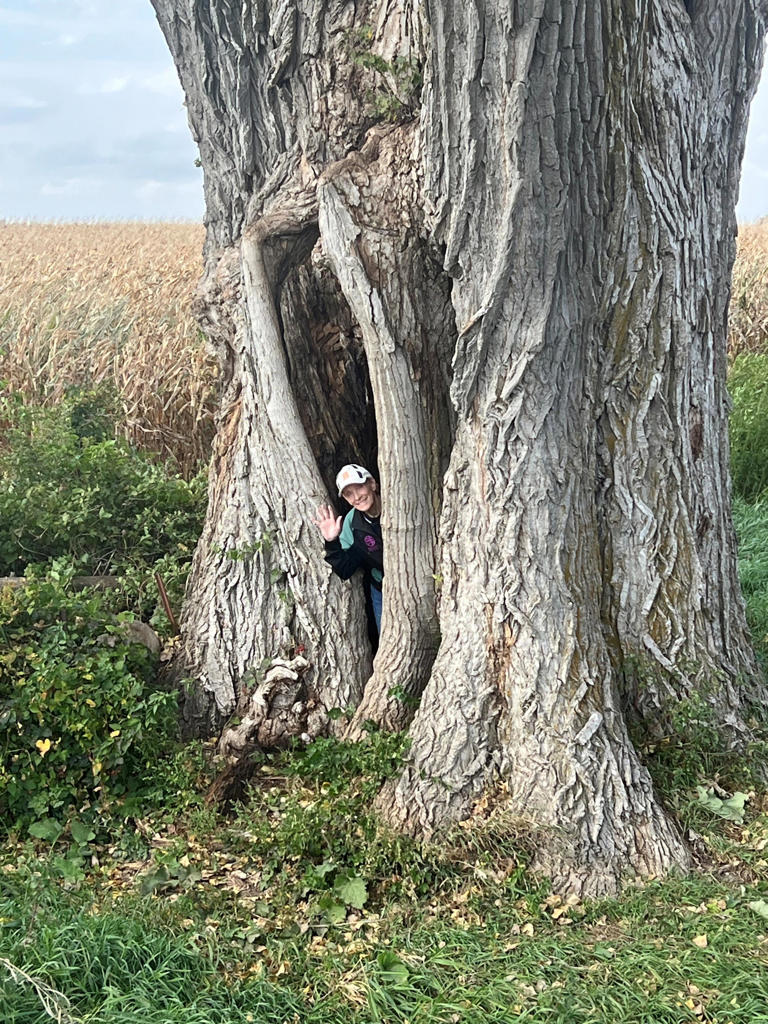 One Iowa tree almost 30 feet around is part of nature's symphony | Opinion