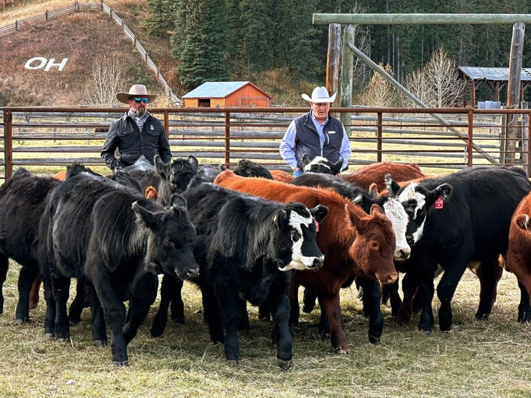 Unique Stampede program gives youth hands-on experience raising cattle