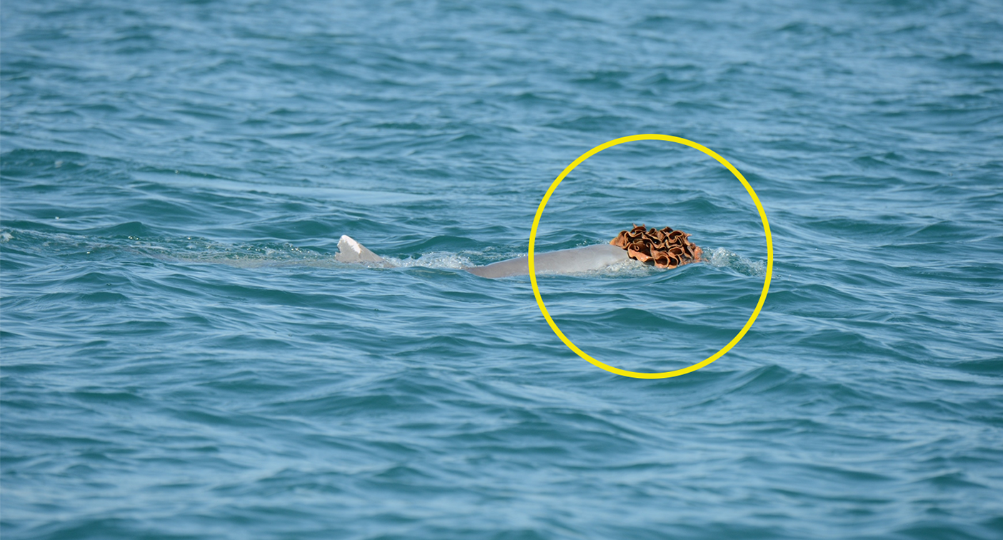 Fascinating detail in vulnerable animal's rarely seen mating ritual ...