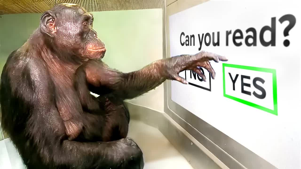 World's smartest ape takes an intelligence test