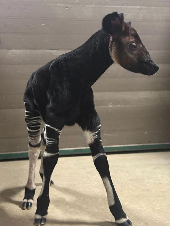 Sacramento Zoo Celebrates First Okapi Birth in Its Nearly 100-Year ...