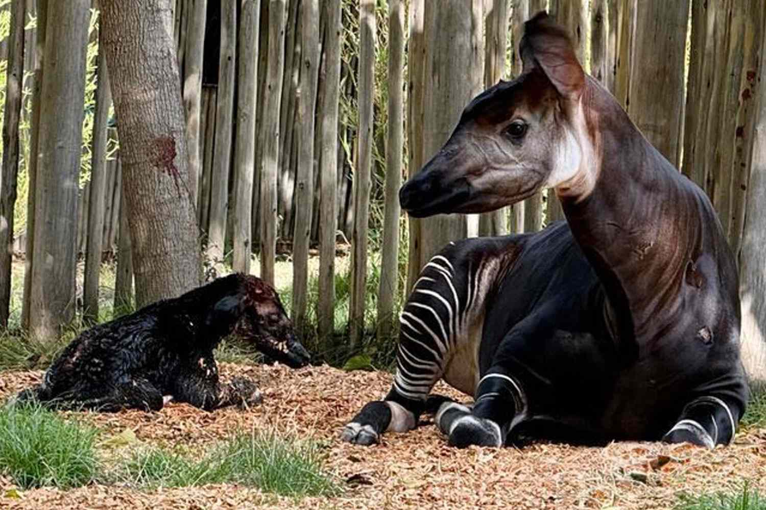 Sacramento Zoo Celebrates First Okapi Birth in Its Nearly 100-Year ...
