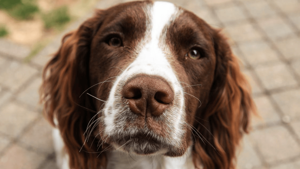 Feeling anxious or sad these days? Your dog knows