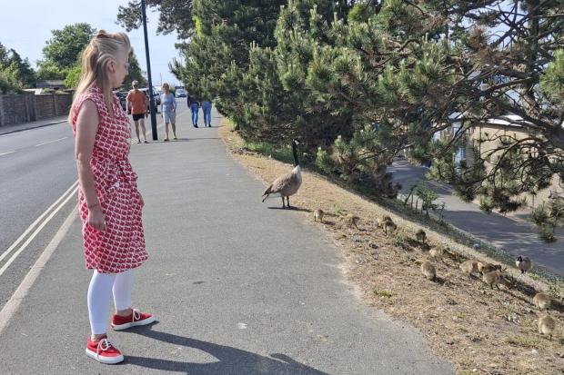 Delay in installing Ryde's duck crossing signs, council confirms