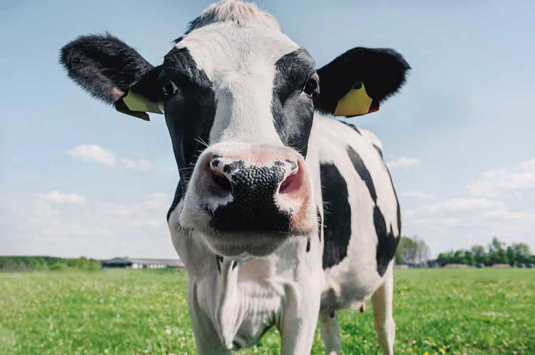 These Cows are As Sassy as They Come