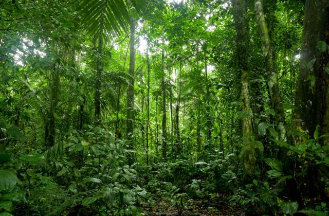 Researchers discover 'unsung heroes' protecting Amazon rainforest: 'The ...