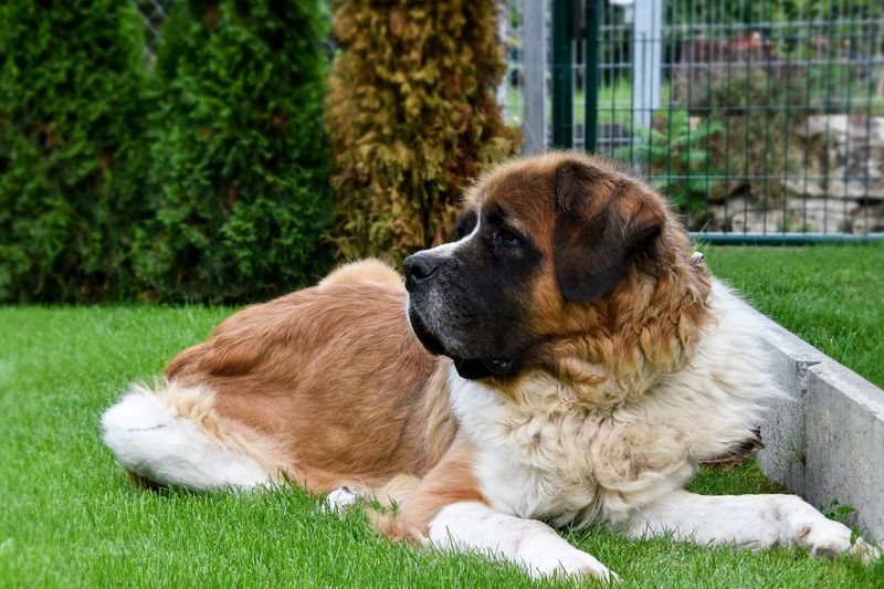11 Breeds That Have Been Rescuing Humans For Generations