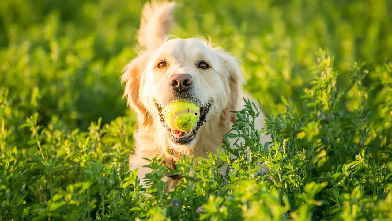 5 intelligent and easy-to-train dog breeds for beginners