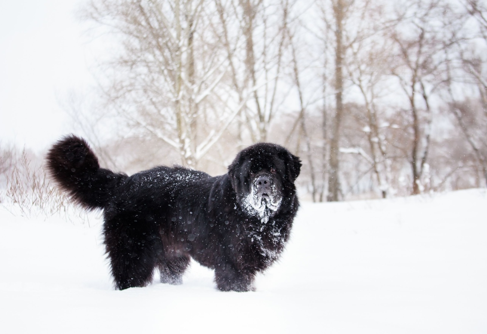 11 Breeds That Have Been Rescuing Humans For Generations
