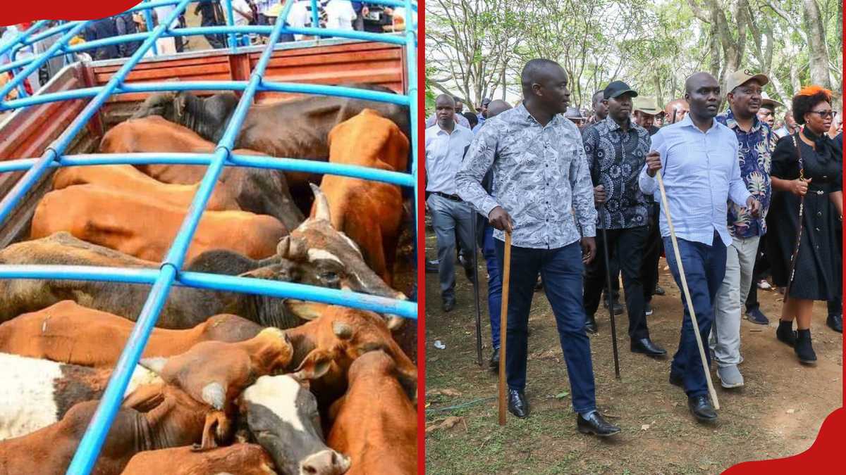 Raila Odinga: Rift Valley governors, leaders deliver 80 bulls to bondo ...