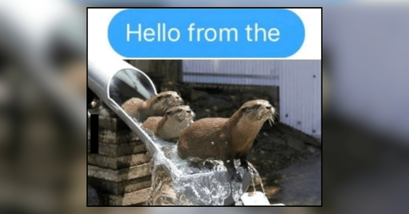 23 Otterly Adorable Memes of Aquatic Swimmers Spreading Smiles Shore to ...