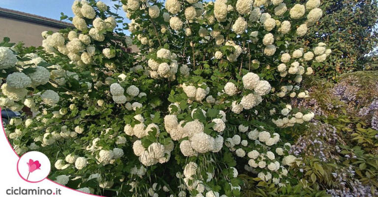 Queste sono le piante meraviglie dell’inverno e se le scegli invece ...