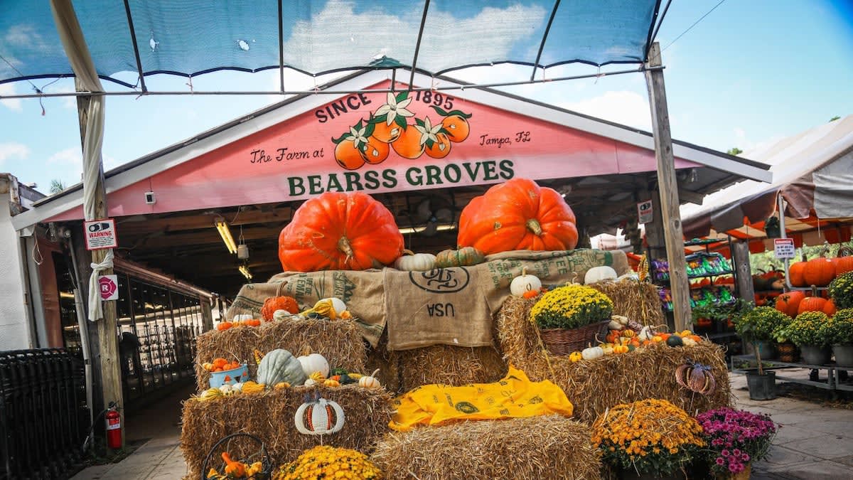 New owner continues giant pumpkin tradition at Bearss Groves