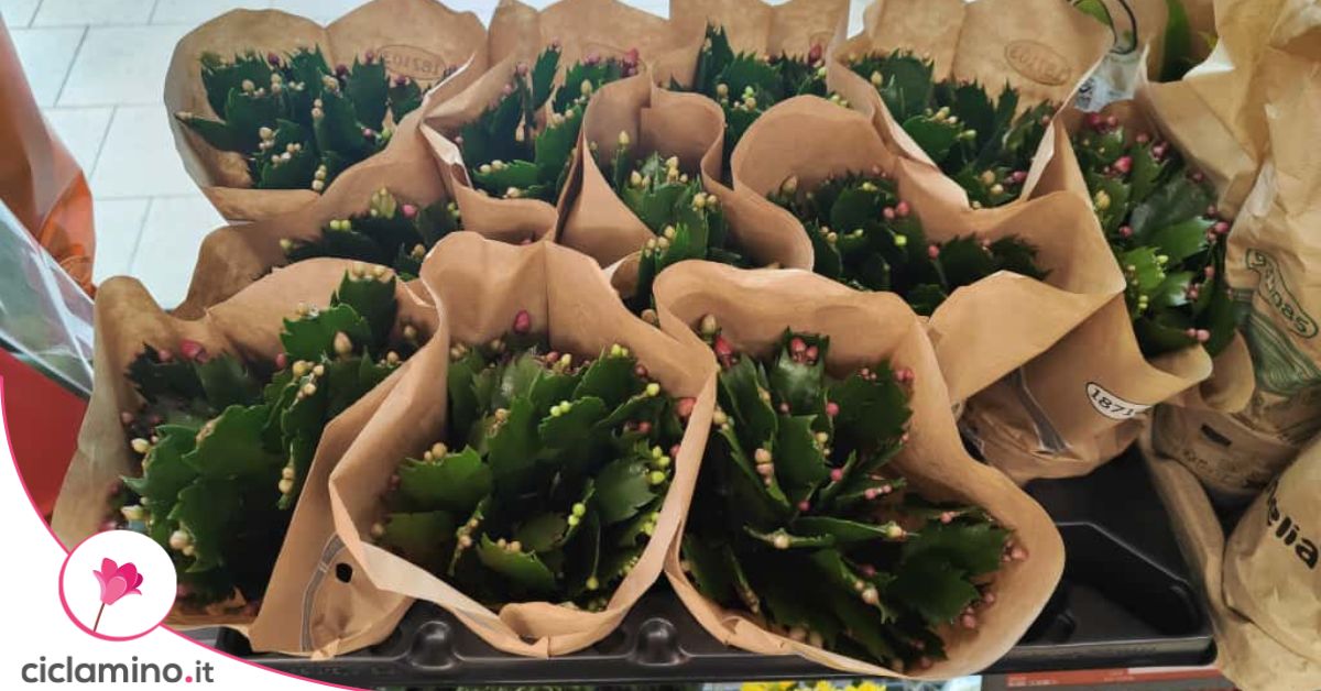 Sembra una pianta facile, ma perché secca sempre quando compro la kalanchoe
