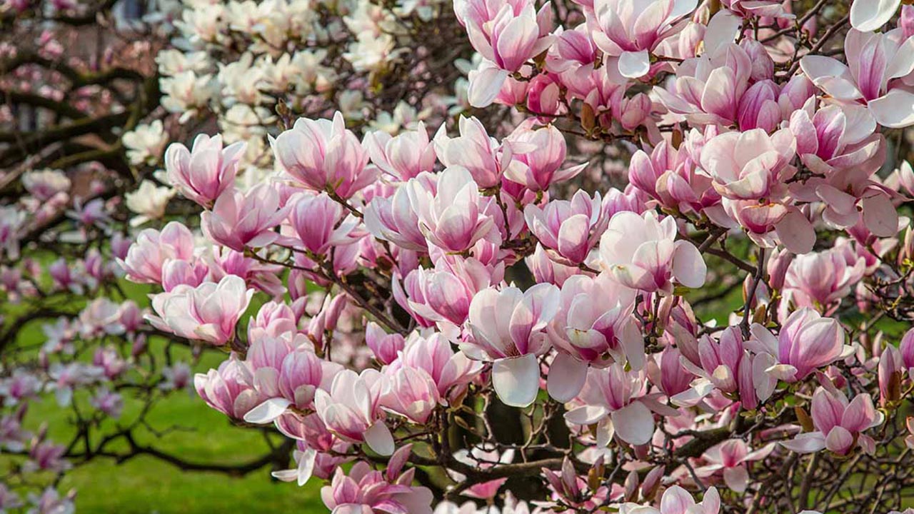 11 Tips On How To Grow And Care For Your Magnolia Trees