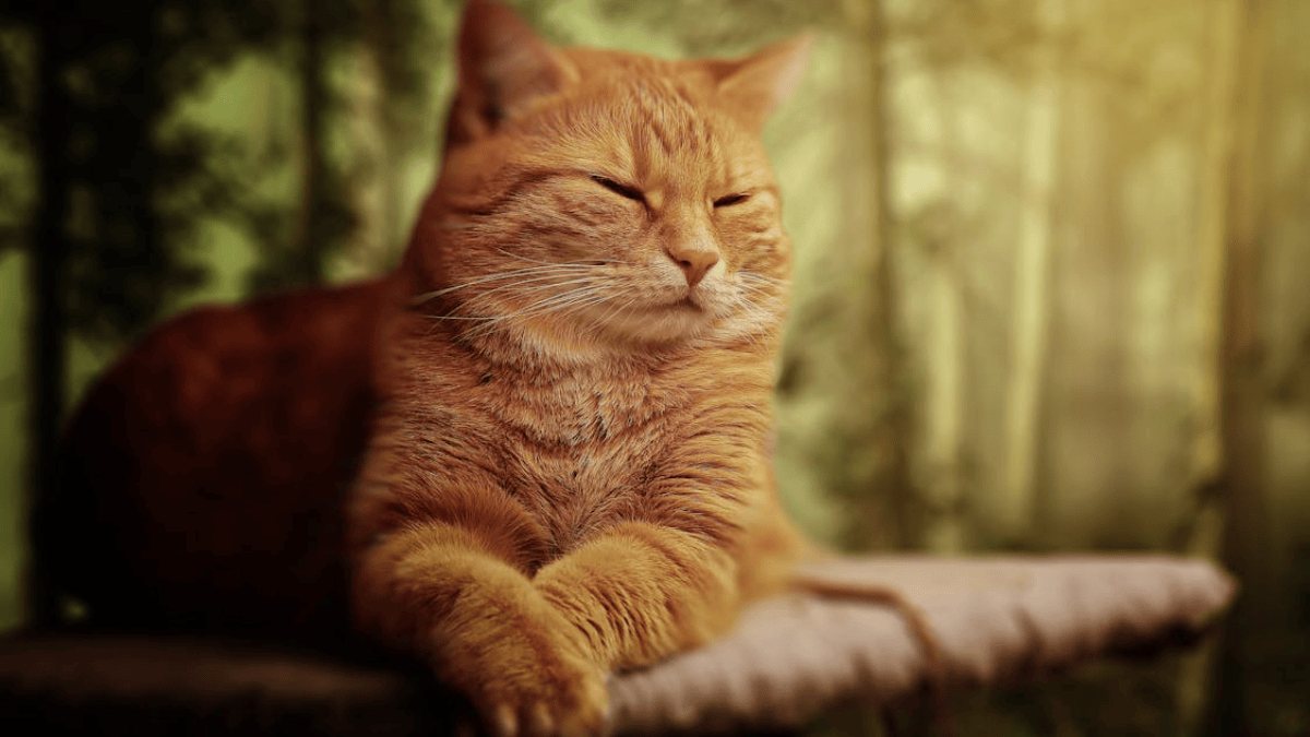 9 signs your cat thinks you're his servant (and he's the real boss)