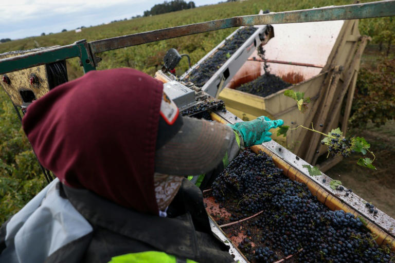 Withering vines: California grape farmers abandon fields as local wine ...