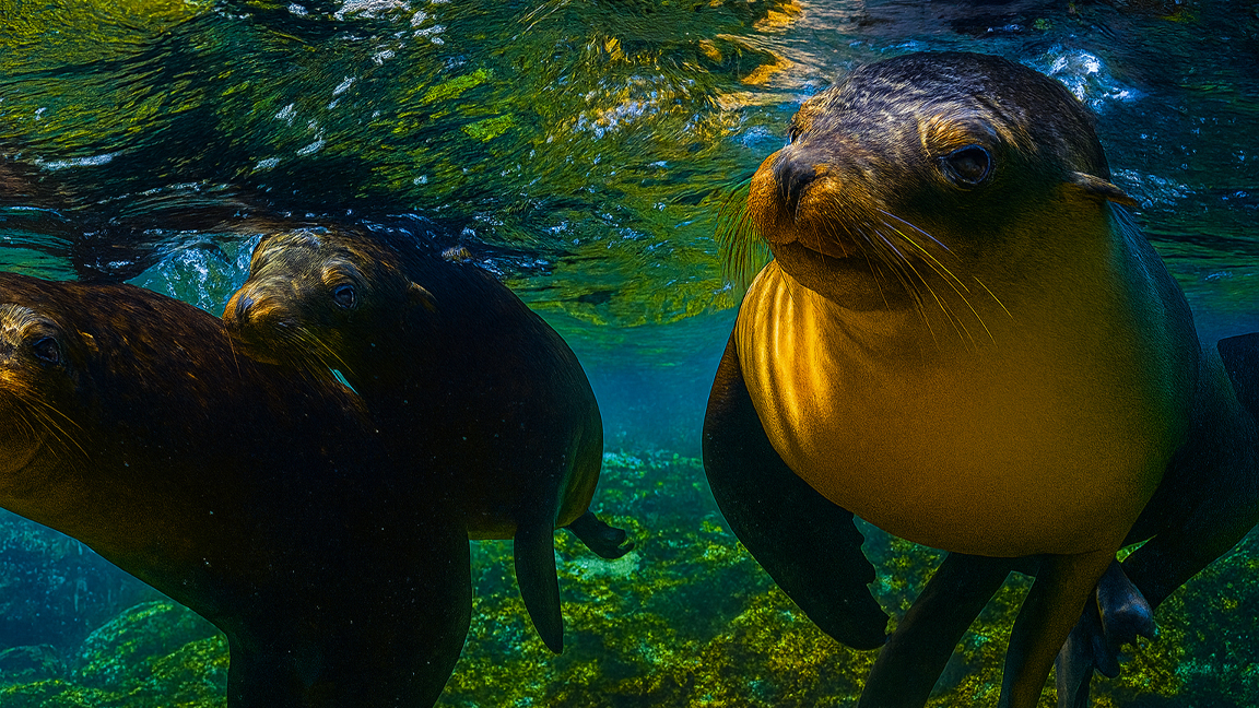 Underwater Sea Lions - Nature Footage