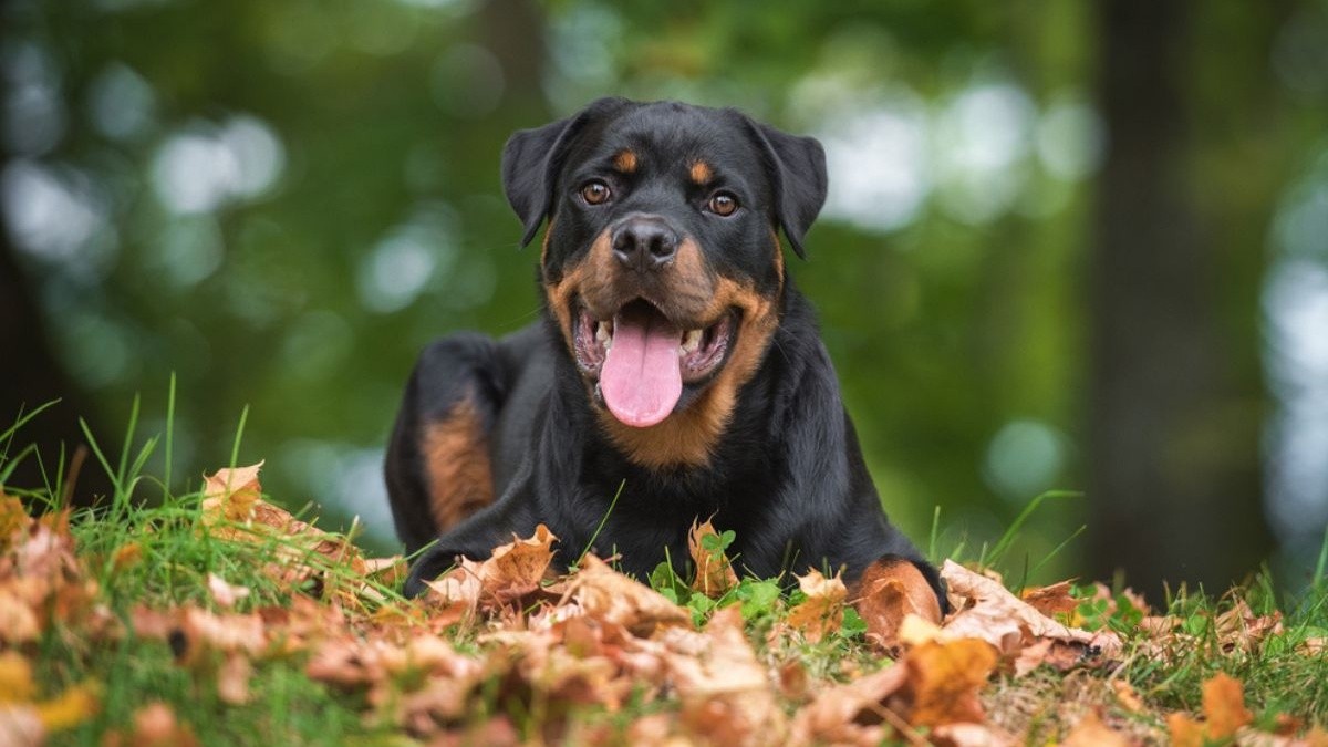 10 'aggressive' dog breeds that are actually family lovers