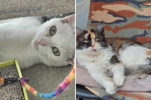 People urged to adopt rescue cats amid crisis brought on by cruelty cases