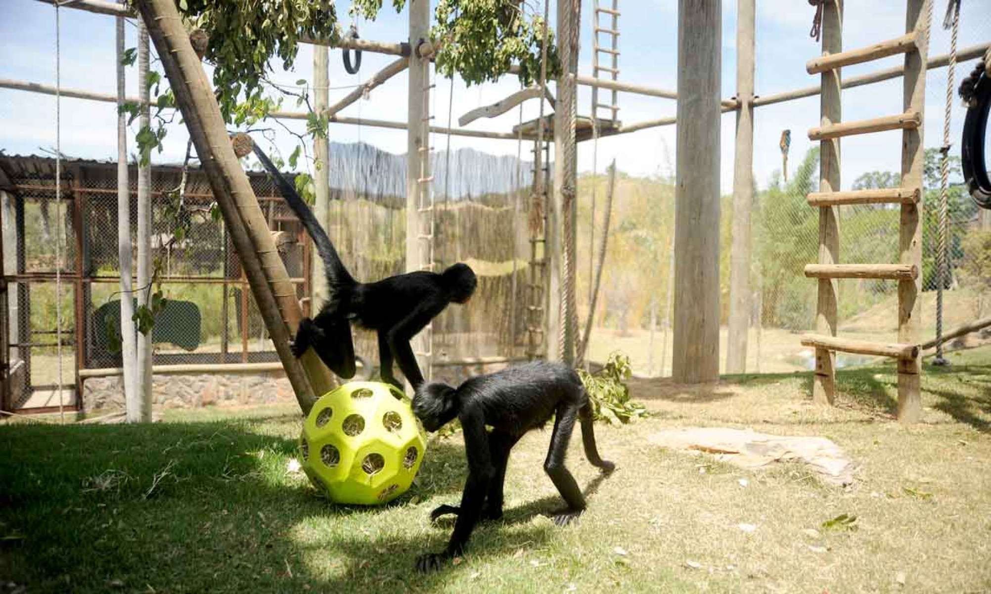 Na fauna dos sobreviventes, cada filhote é uma vitória